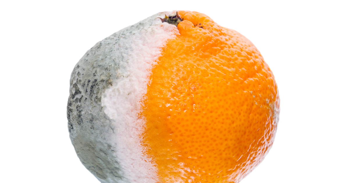 10 Ways to Tell If Your Food is Spoiled